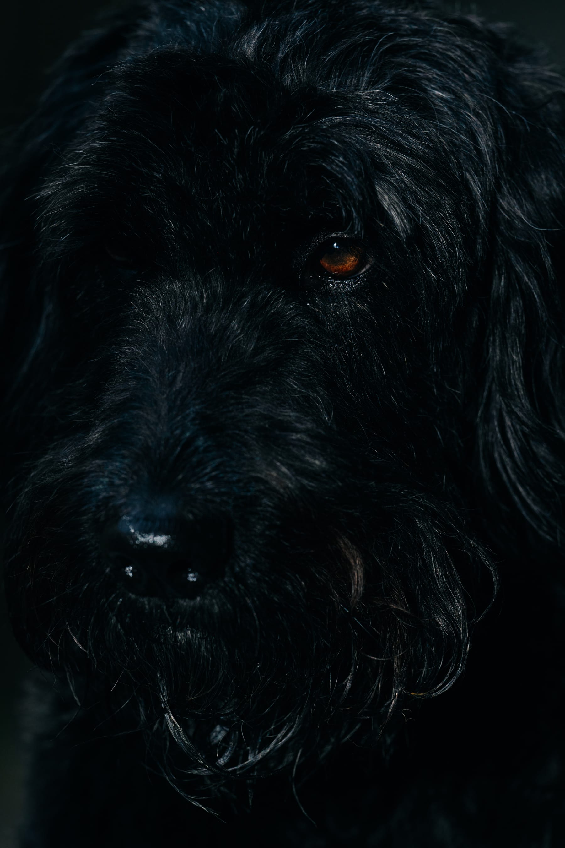 Peter Anderson - Adam Katz Sinding