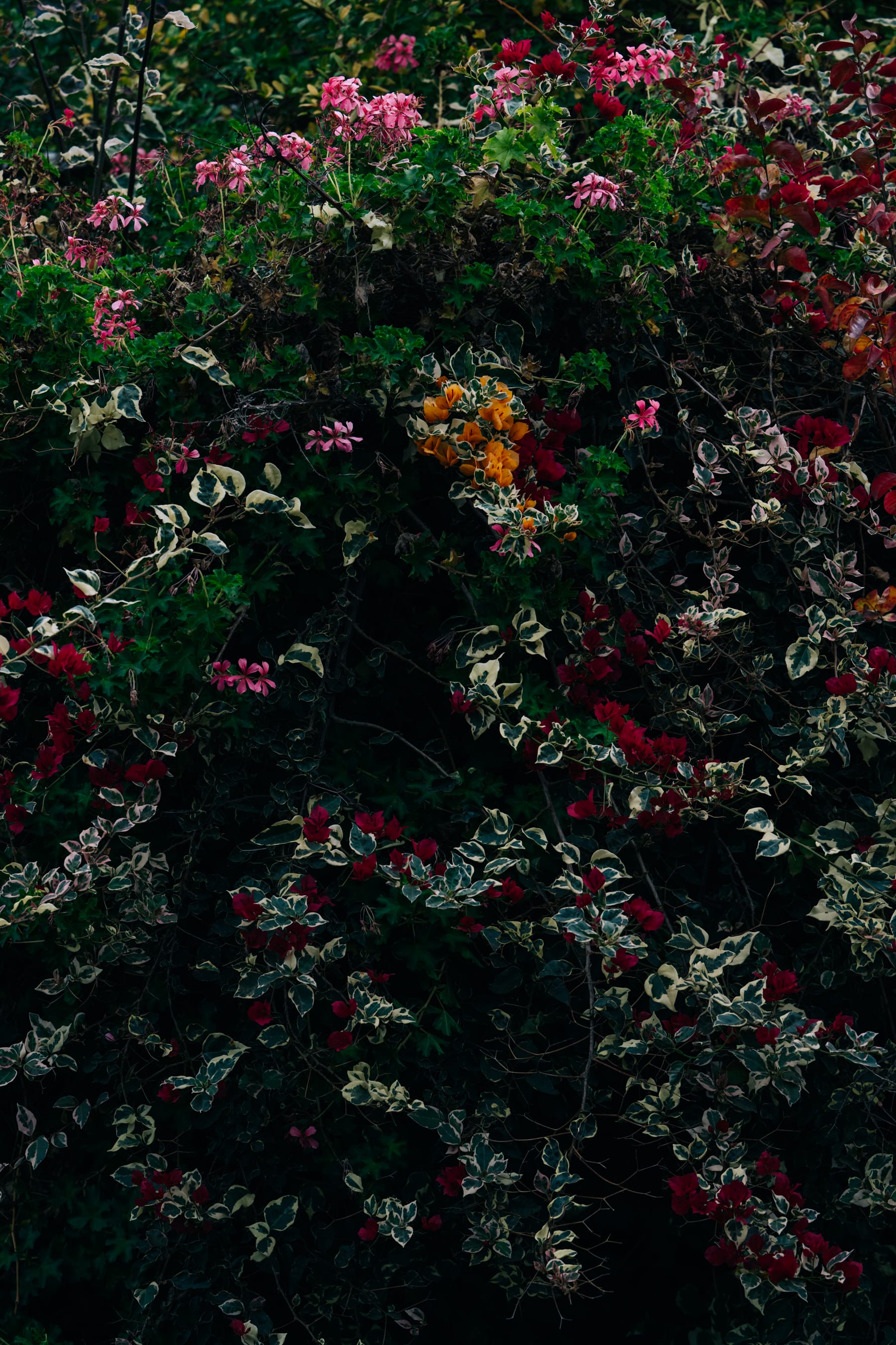 Peter Anderson - Adam Katz Sinding